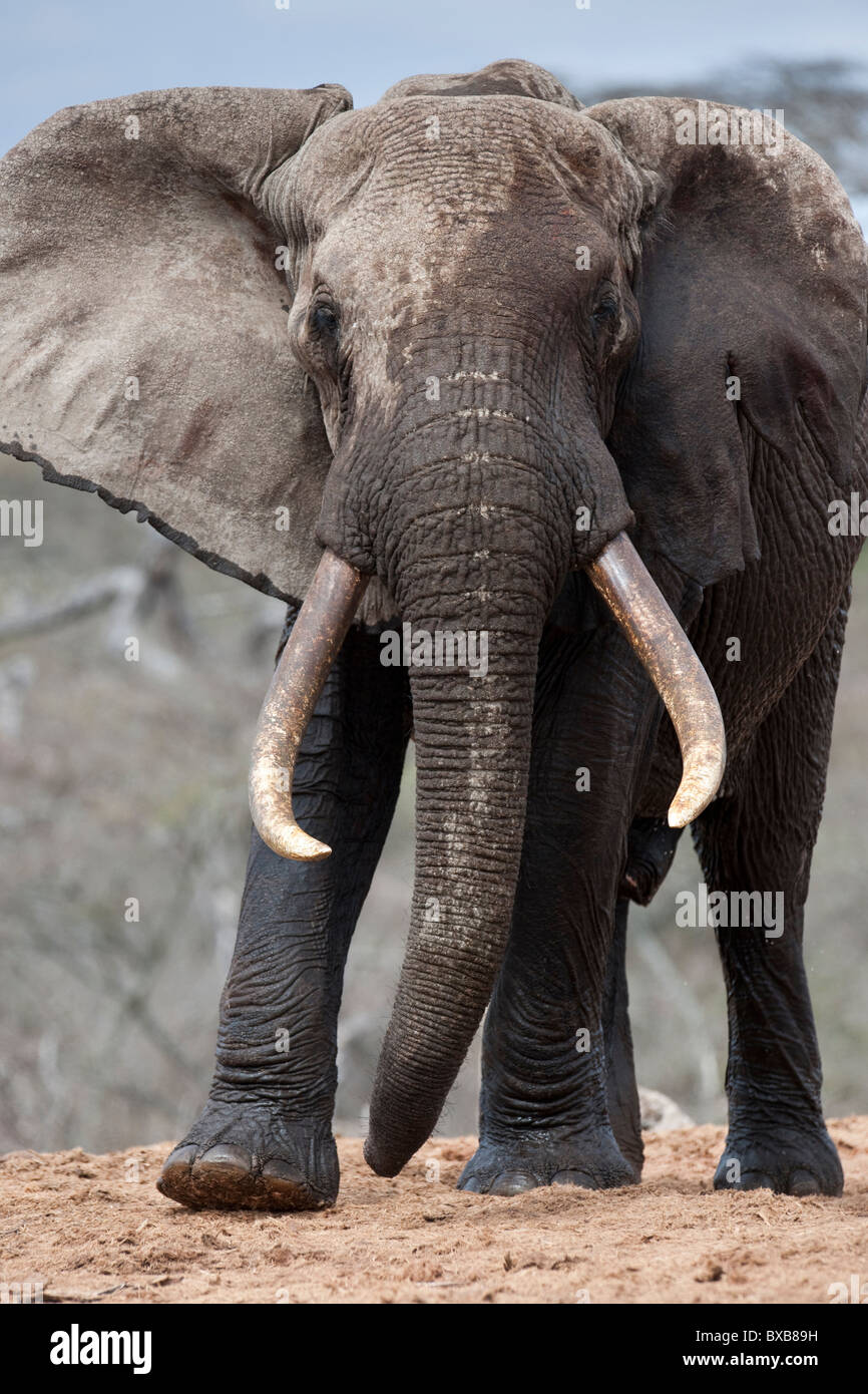 Elephant wildlife in Kenya Stock Photo - Alamy