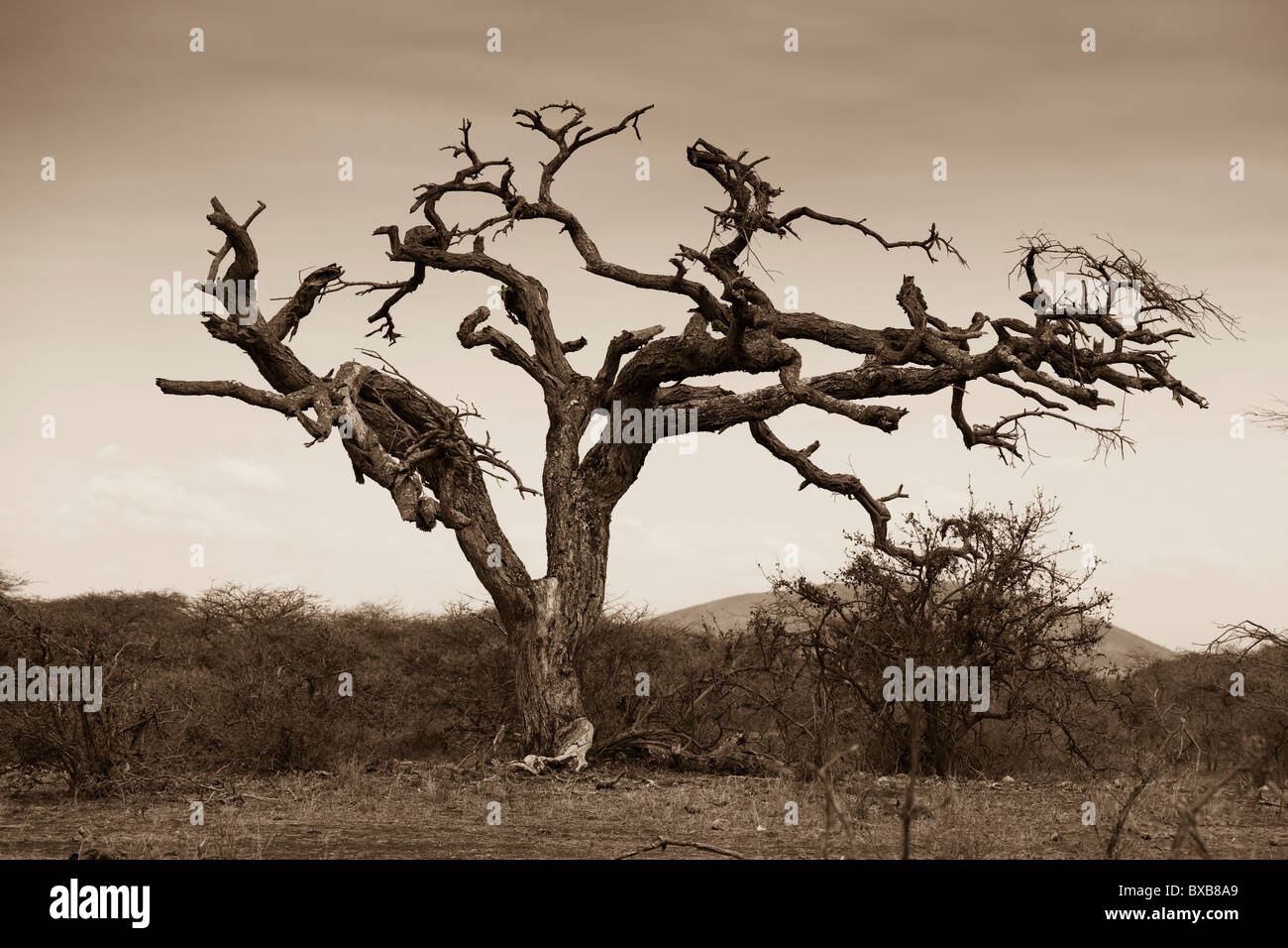 Kenyan landscape hi-res stock photography and images - Alamy