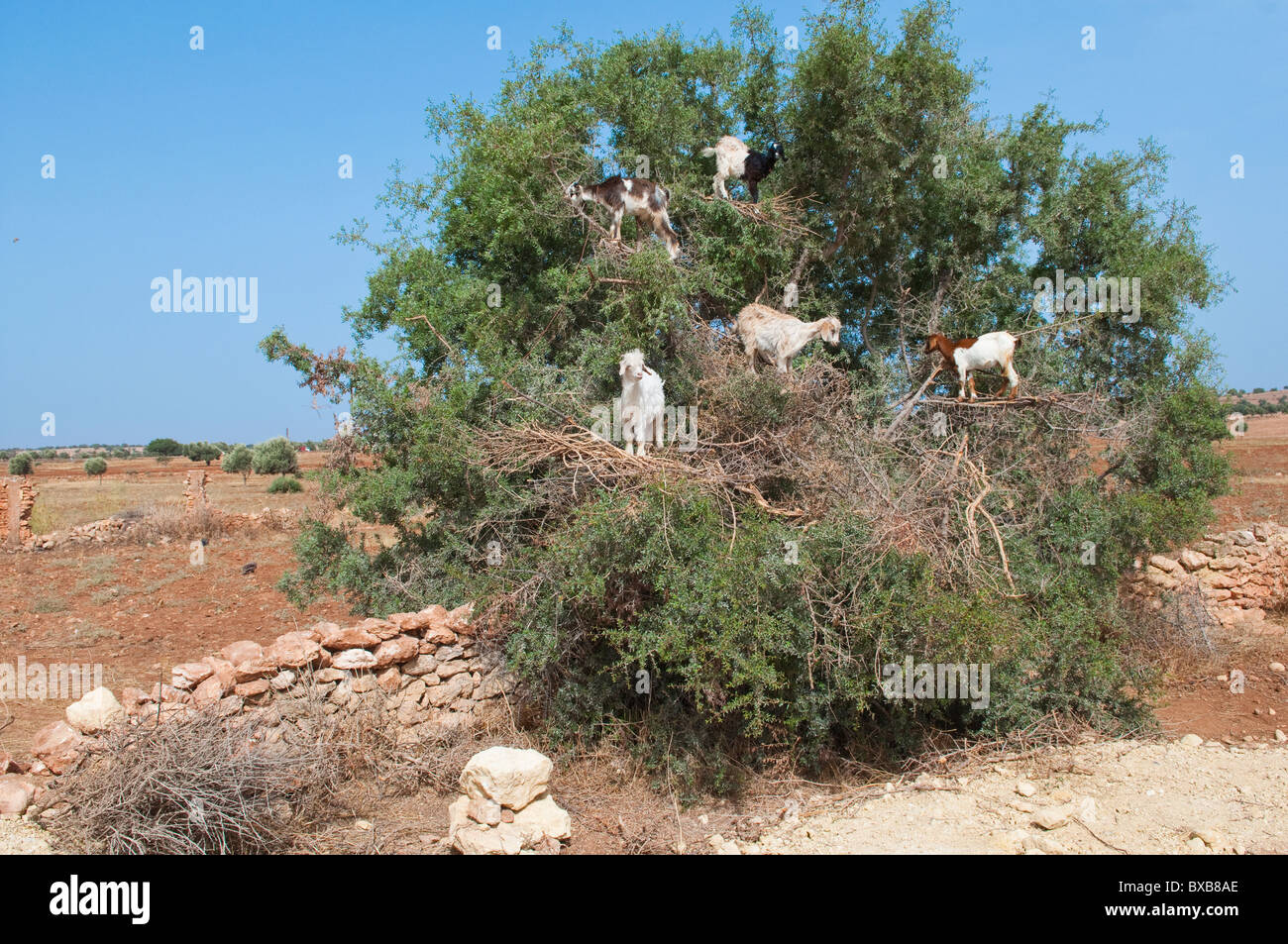 Goats climbing an Argan tree in Western Morocco, North Africa Stock ...