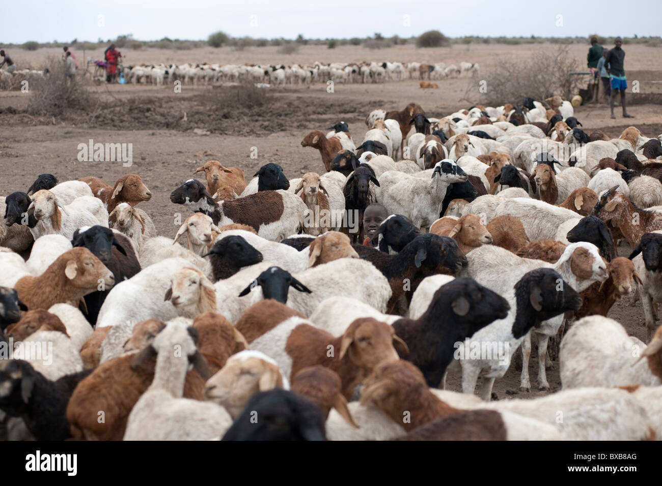 Herd of goats in Kenya Stock Photo - Alamy