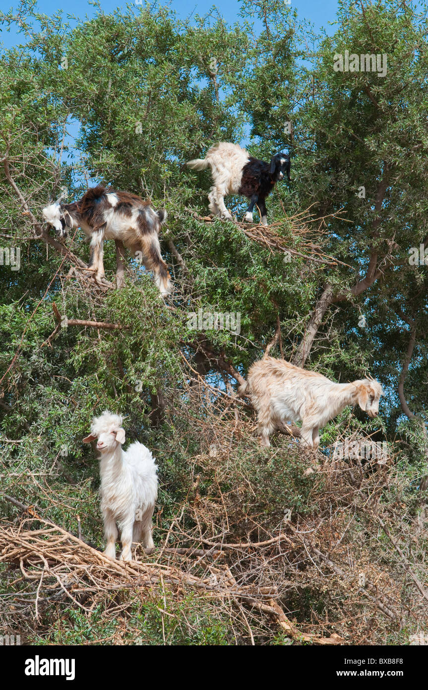 Goats climbing an Argan tree in Western Morocco, North Africa Stock ...
