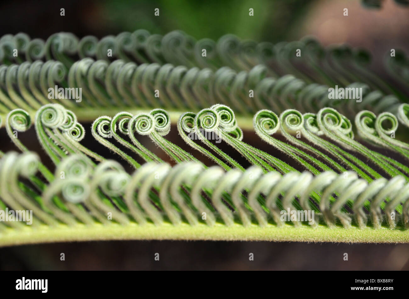 curly cycad palm Stock Photo - Alamy