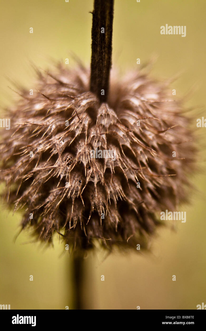 seed pod on a wildflower stalk Stock Photo - Alamy
