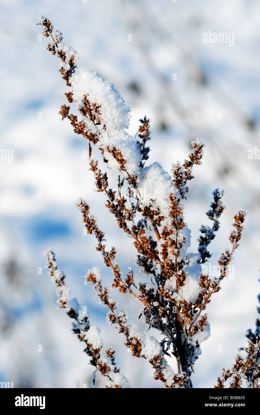 winter scene england uk Stock Photo - Alamy