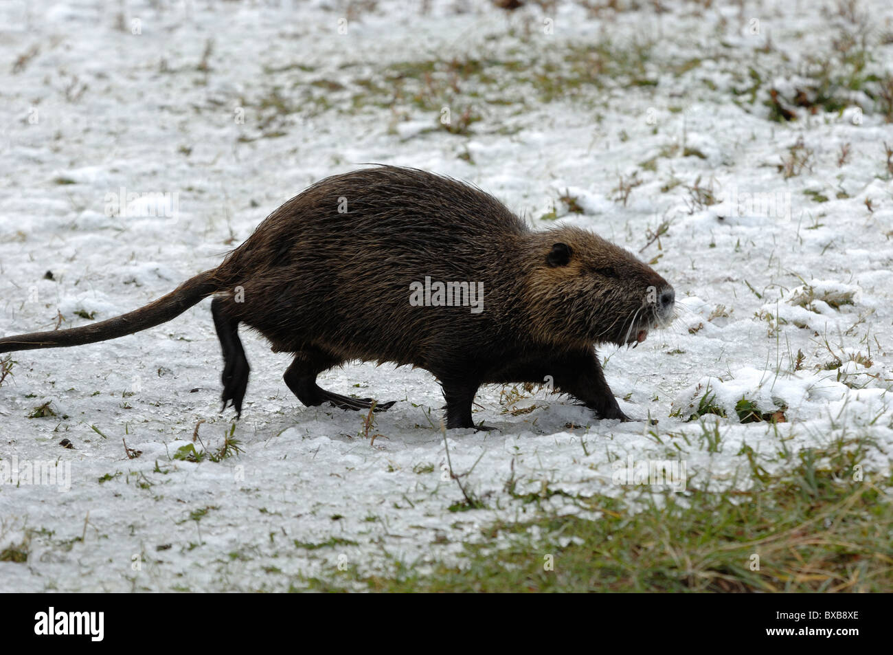 Coypu or Nutria, Myocastor coypus, Running through Snow, Camargue ...