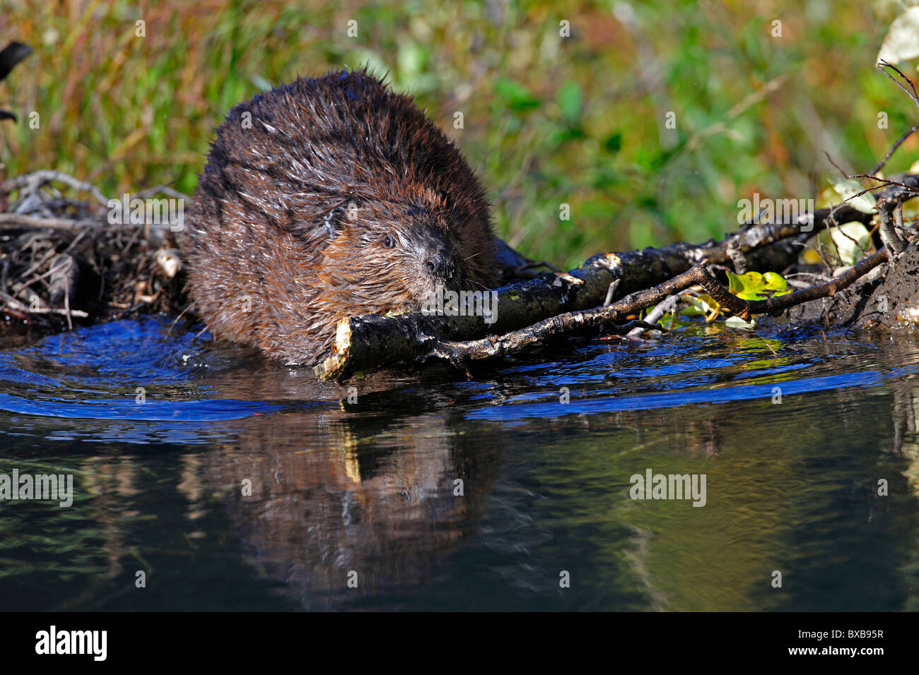 Beavers building dam hi-res stock photography and images - Alamy