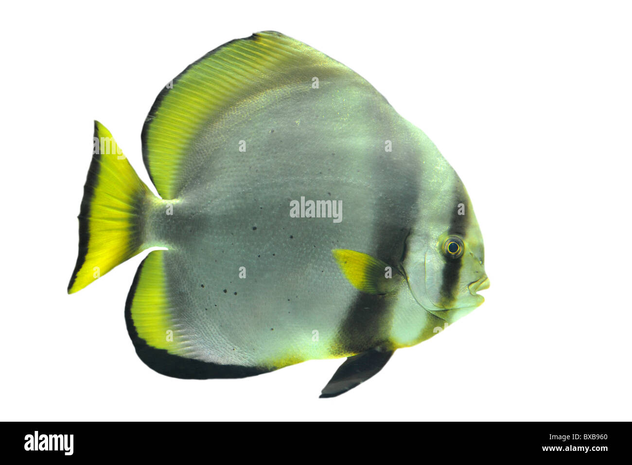 close up of a batfish on a white background Stock Photo - Alamy