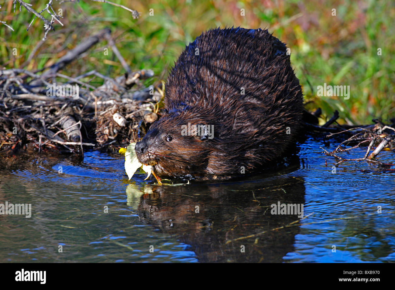 North American Beaver (Castor canadensis) building dam, Denali National ...