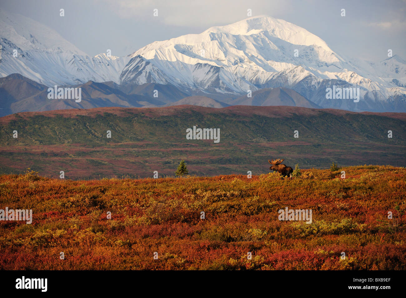 Bull Moose (Alces alces) in autumn tundra in front of the snow-covered ...