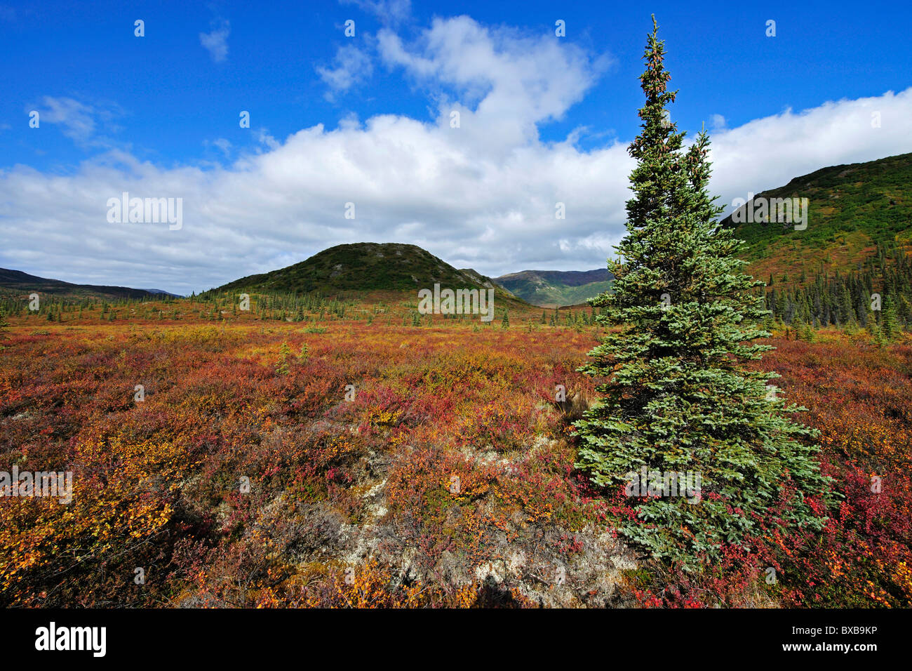 Denali autumn hi-res stock photography and images - Alamy