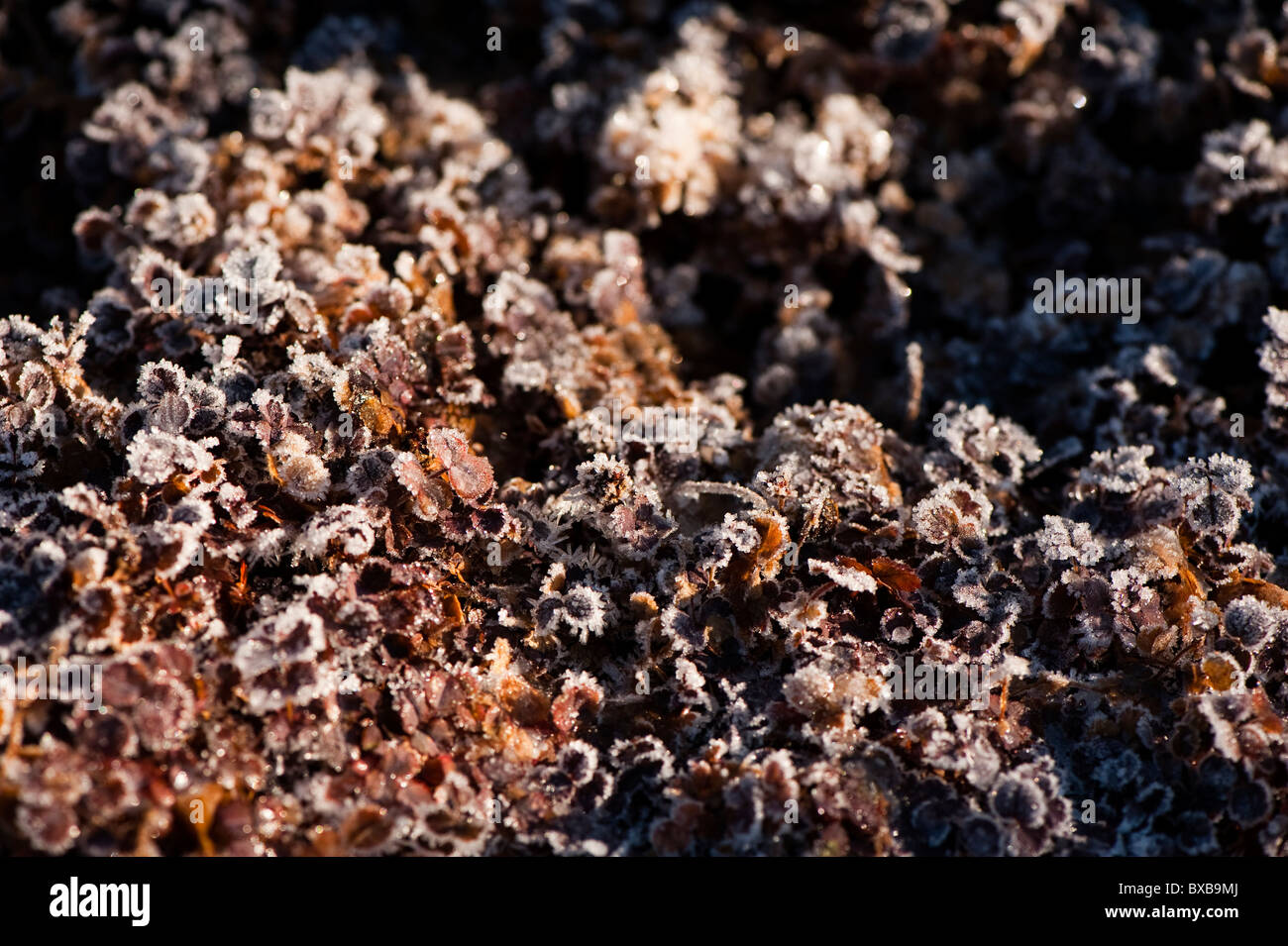 New zealand burr hi-res stock photography and images - Alamy