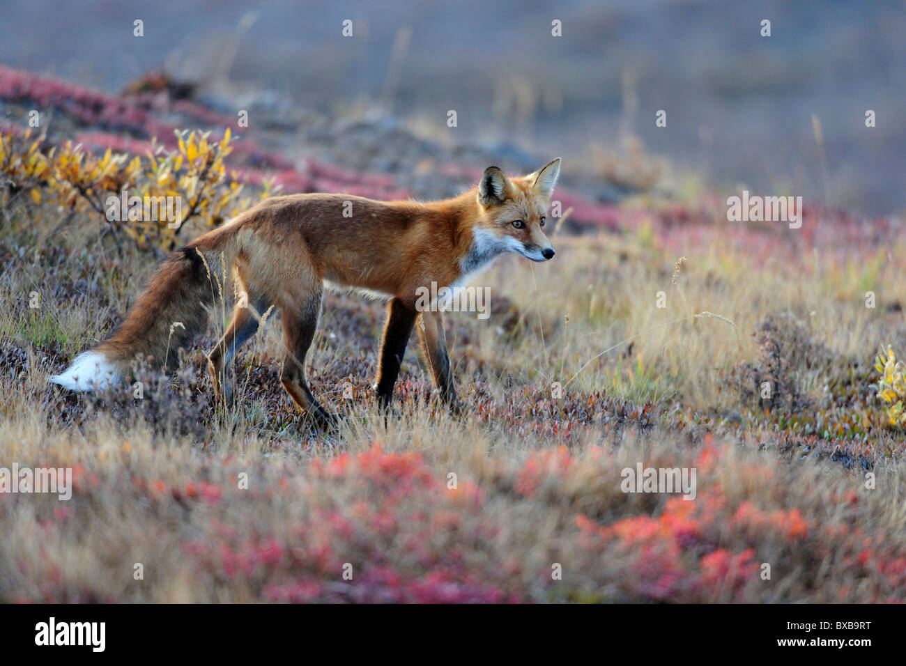 Fox (Vulpes vulpes) hunting at dawn, Denali National Park, Alaska Stock ...