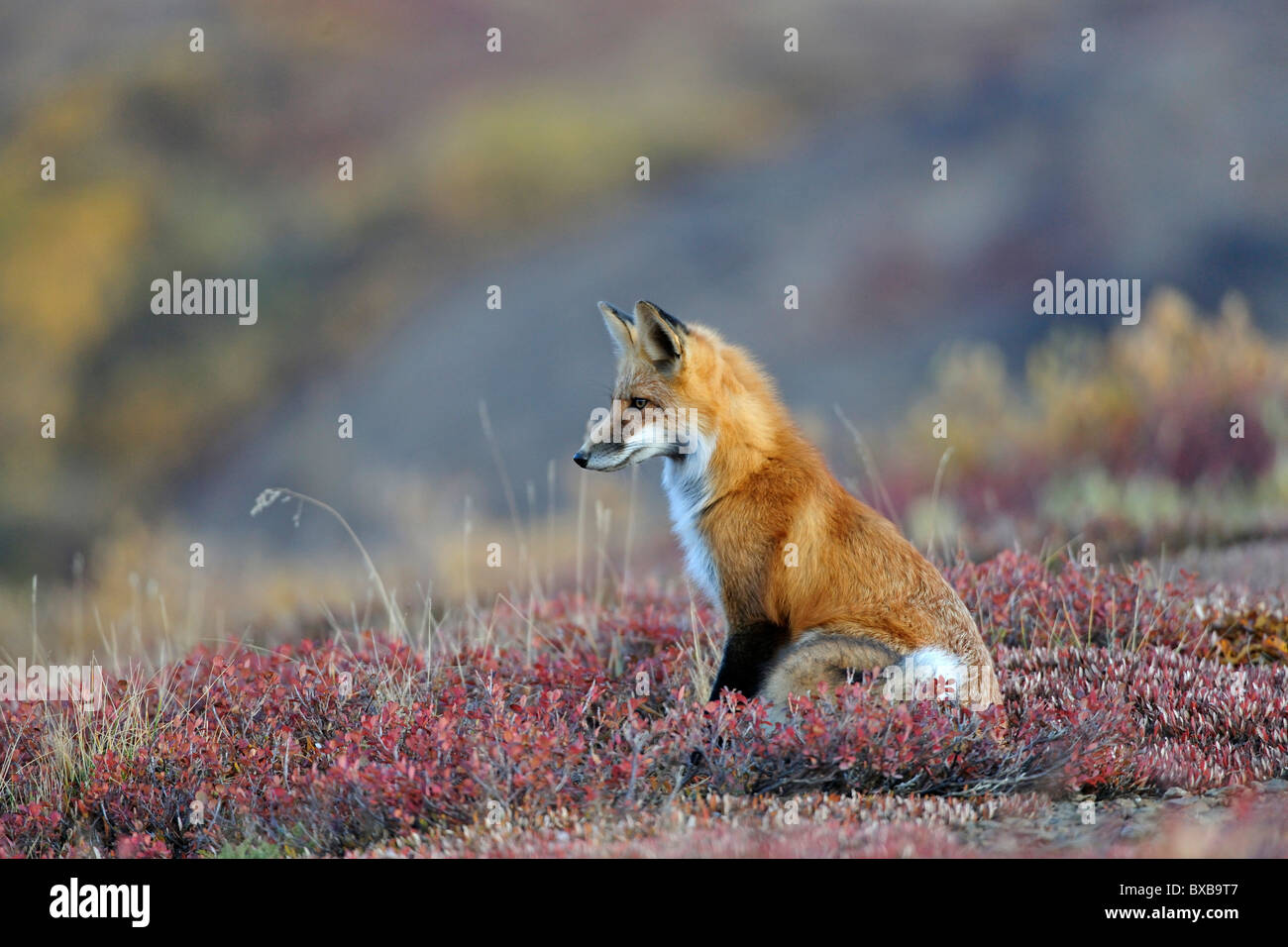 Fox during dawn hi-res stock photography and images - Alamy