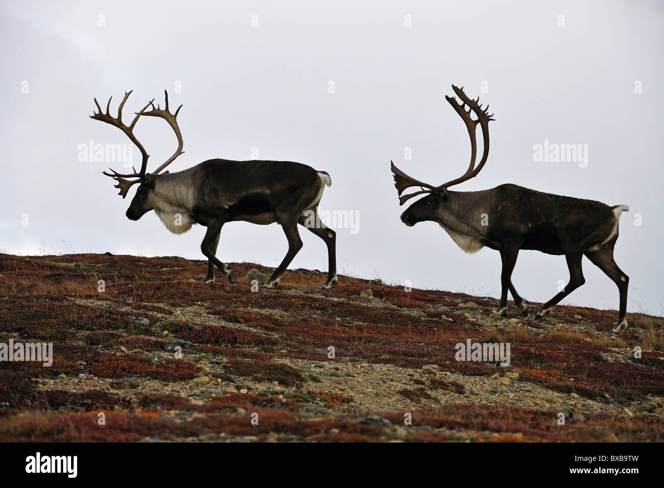 Caribou face hi-res stock photography and images - Alamy