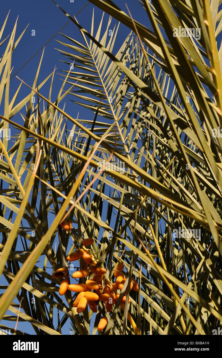 Date palms california hi-res stock photography and images - Alamy