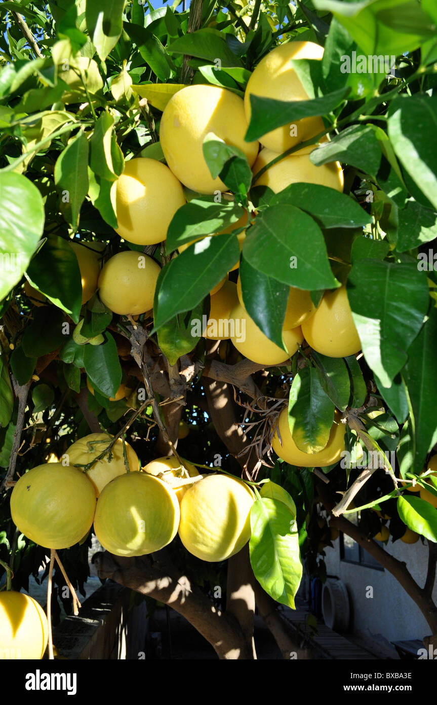 Grown in california hi-res stock photography and images - Alamy