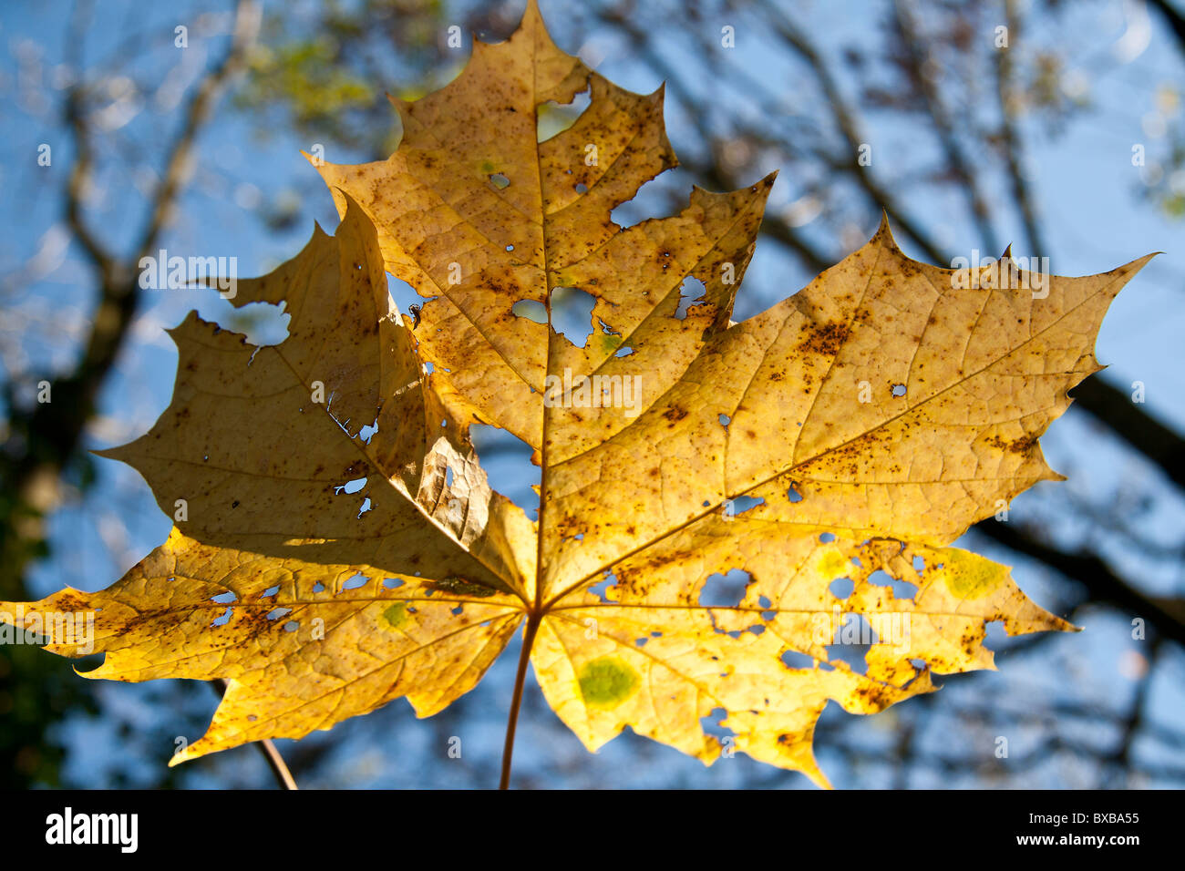 Decaying leaf uk hi-res stock photography and images - Alamy