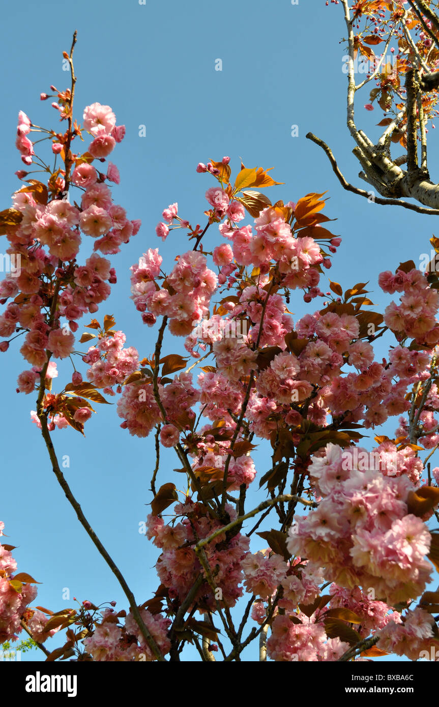 Cherry blossom and blue spring skies in an English Springtime Stock ...