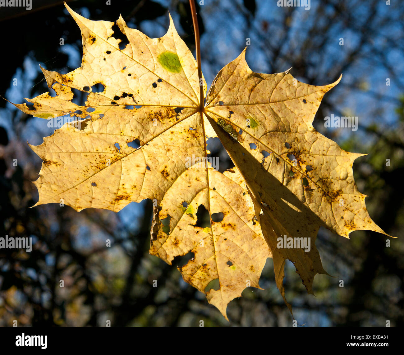 Dark spotted leaf hi-res stock photography and images - Alamy