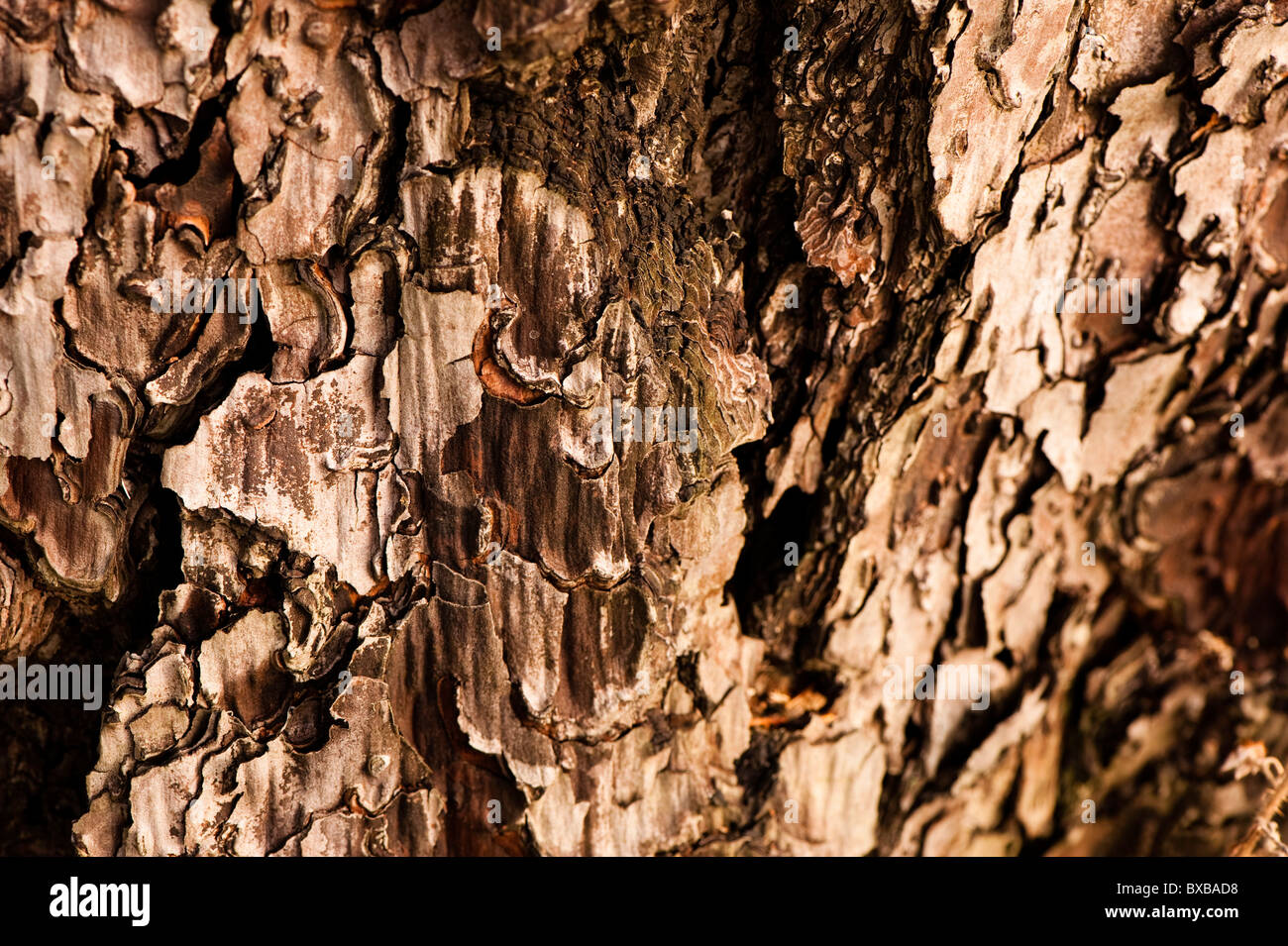 Close up of tree bark Stock Photo - Alamy