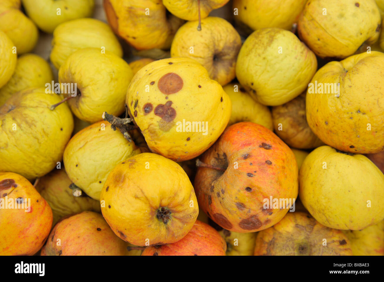 Shriveled up hi-res stock photography and images - Alamy