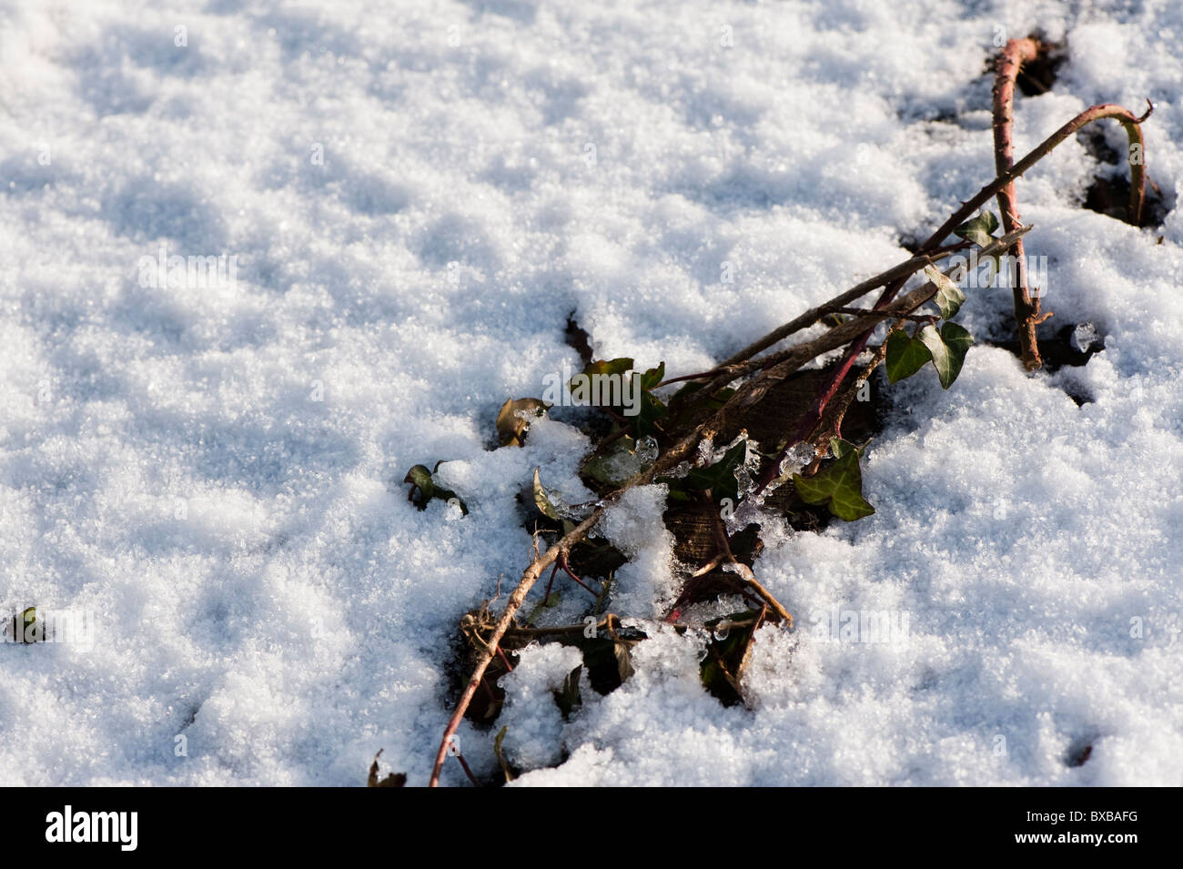 Ivy in snow hi-res stock photography and images - Alamy