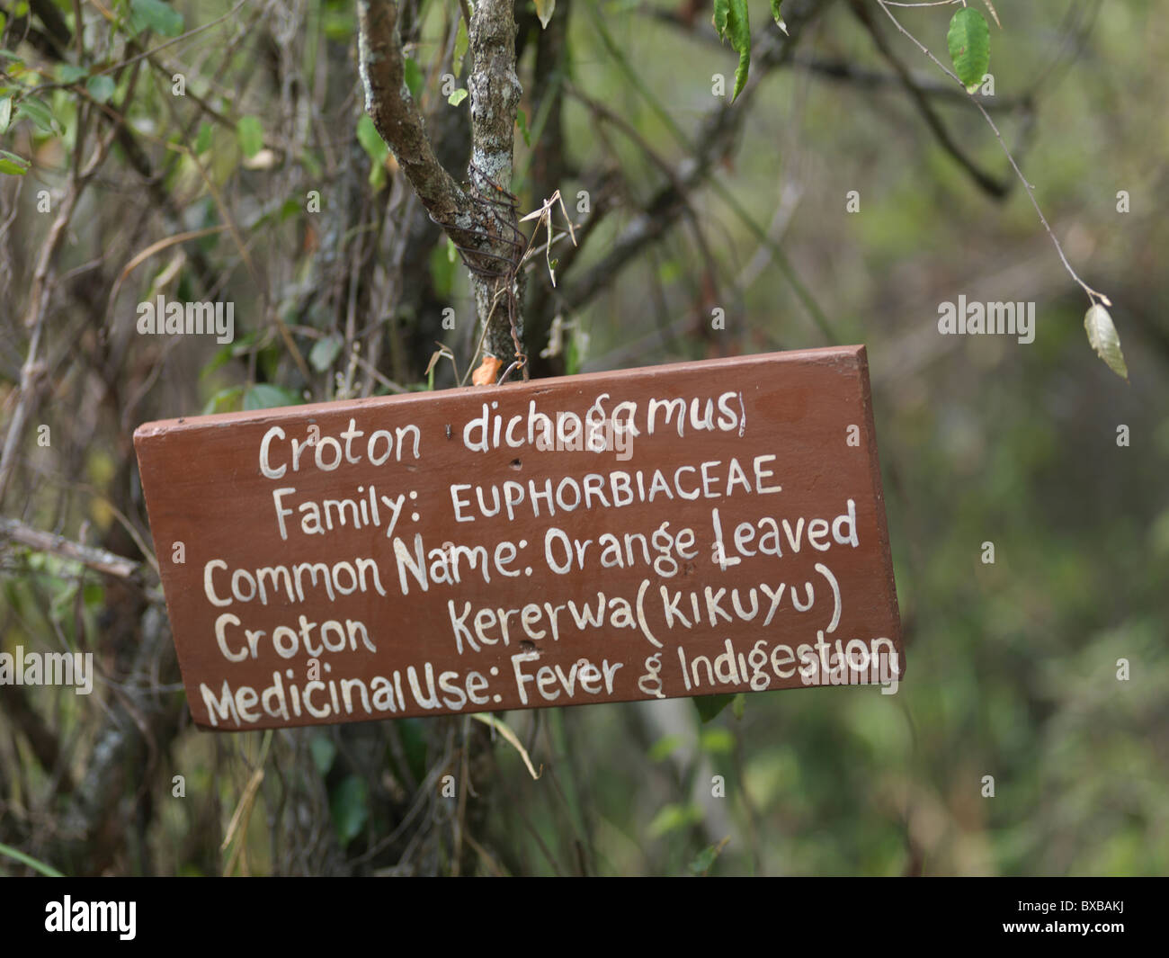 Sign identifying vegetation in Kenya Africa Stock Photo - Alamy