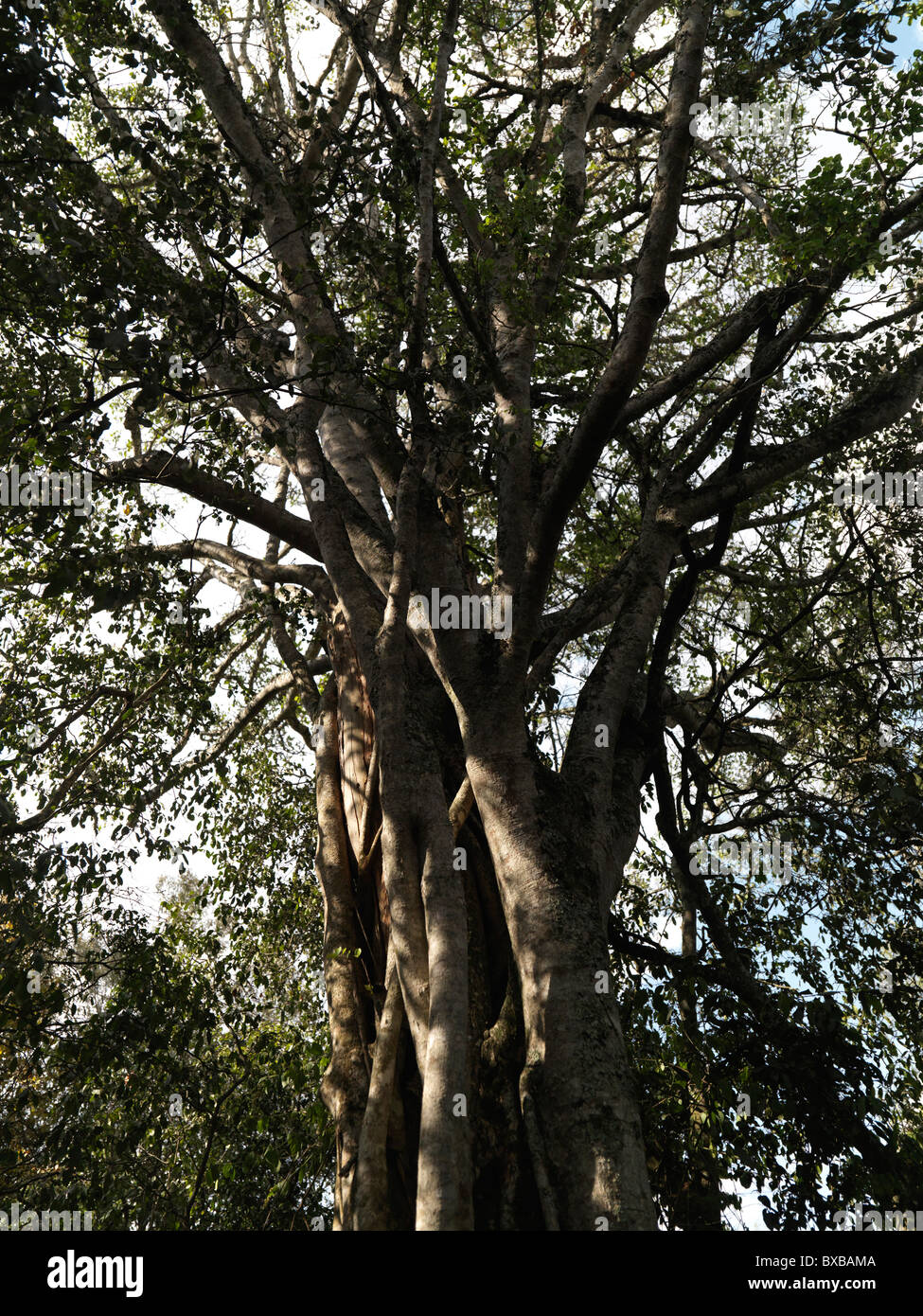 Kenya forest hi-res stock photography and images - Alamy