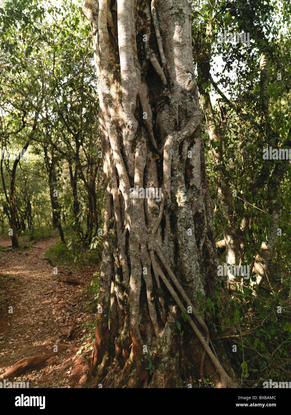Tree in Kenya forest Stock Photo - Alamy