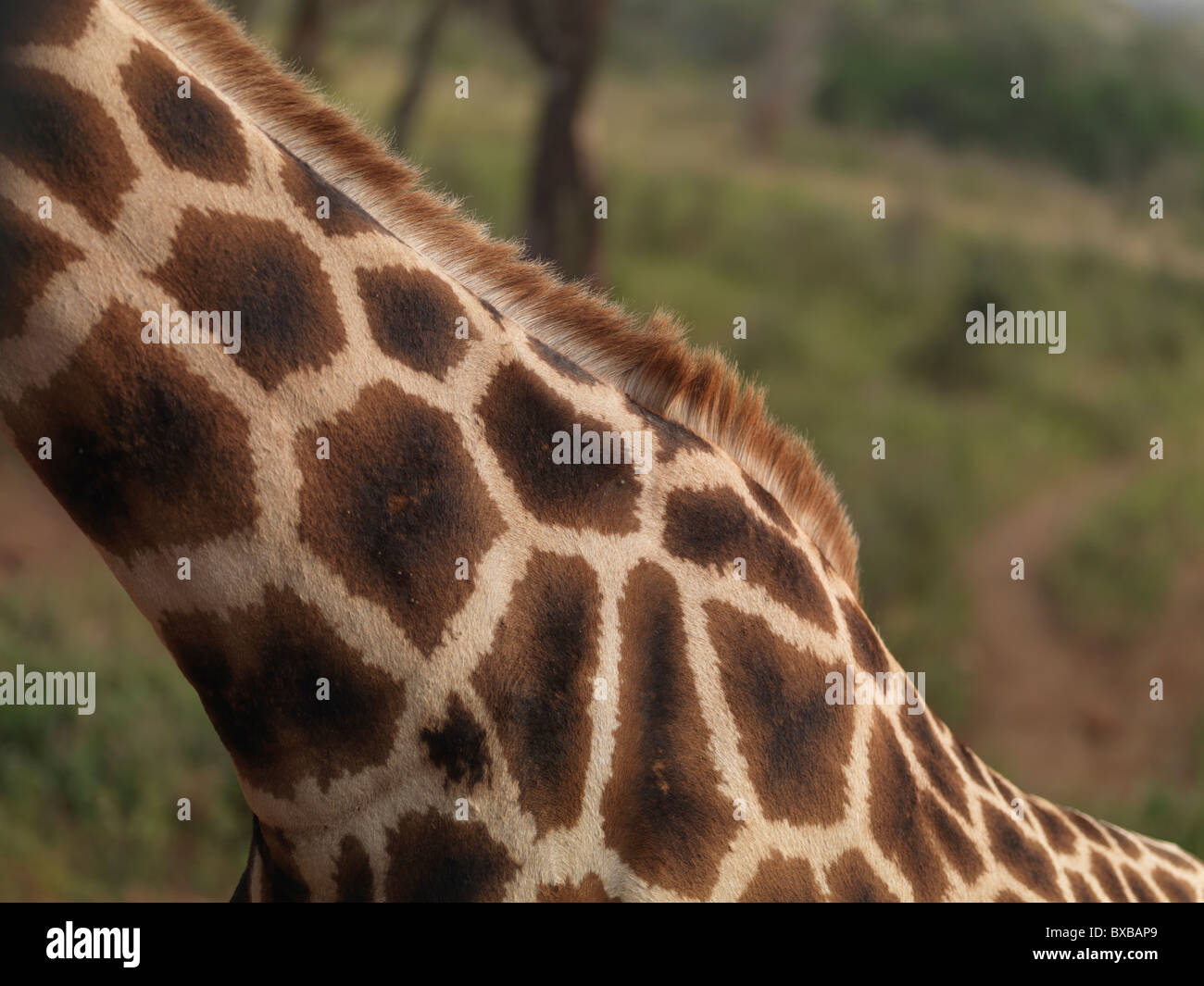Close up of Giraffe's neck in Kenya Africa Stock Photo - Alamy