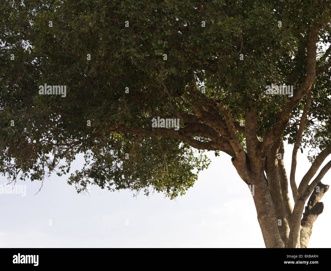 Tree top in Kenya Africa Stock Photo - Alamy
