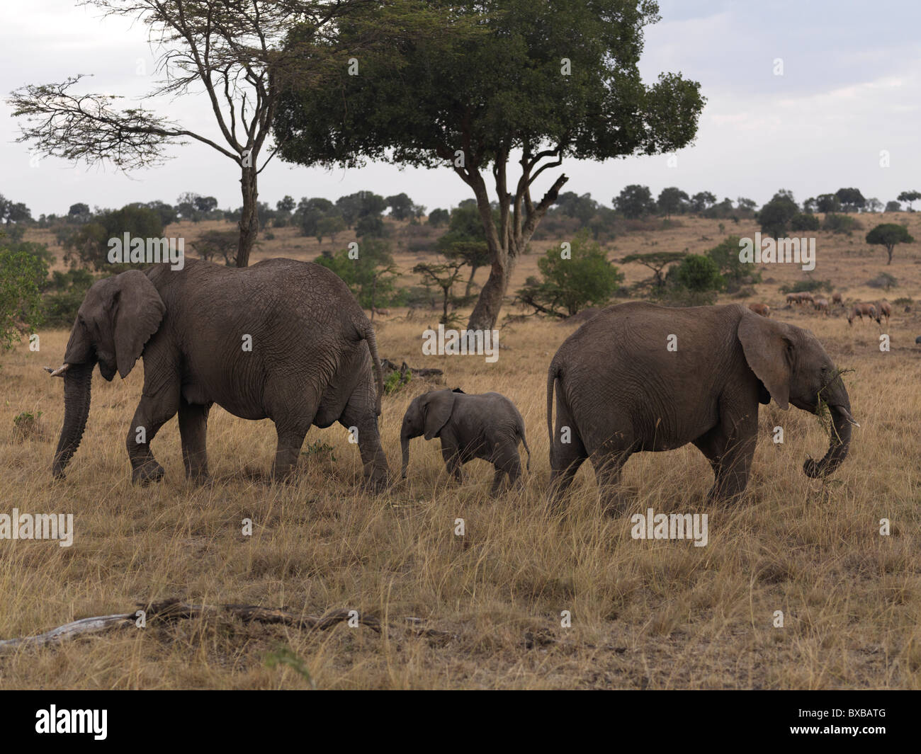 Elephants in Kenya Africa Stock Photo - Alamy