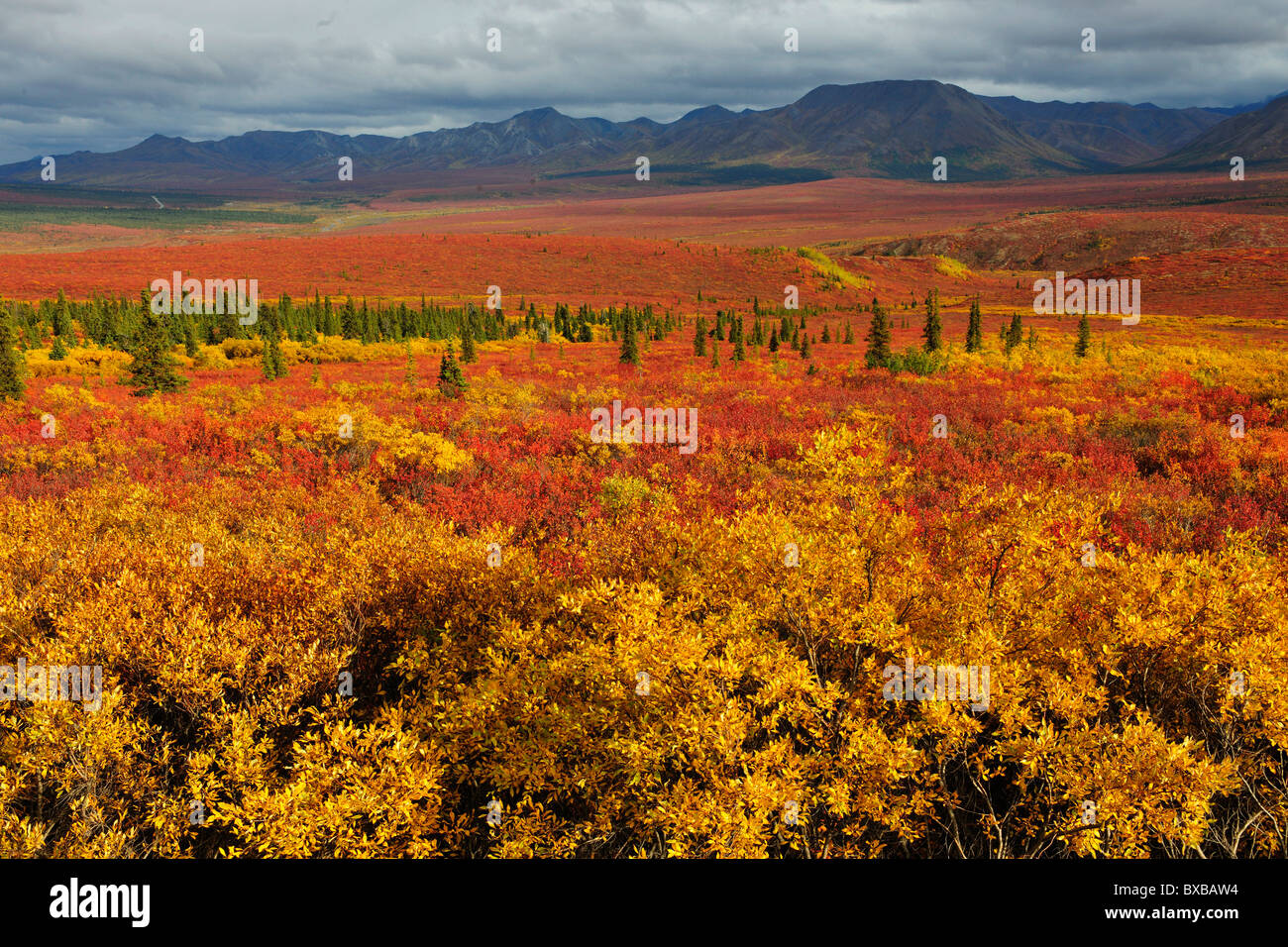 Autumn colors in the tundra, Denali National Park, Alaska Stock Photo ...
