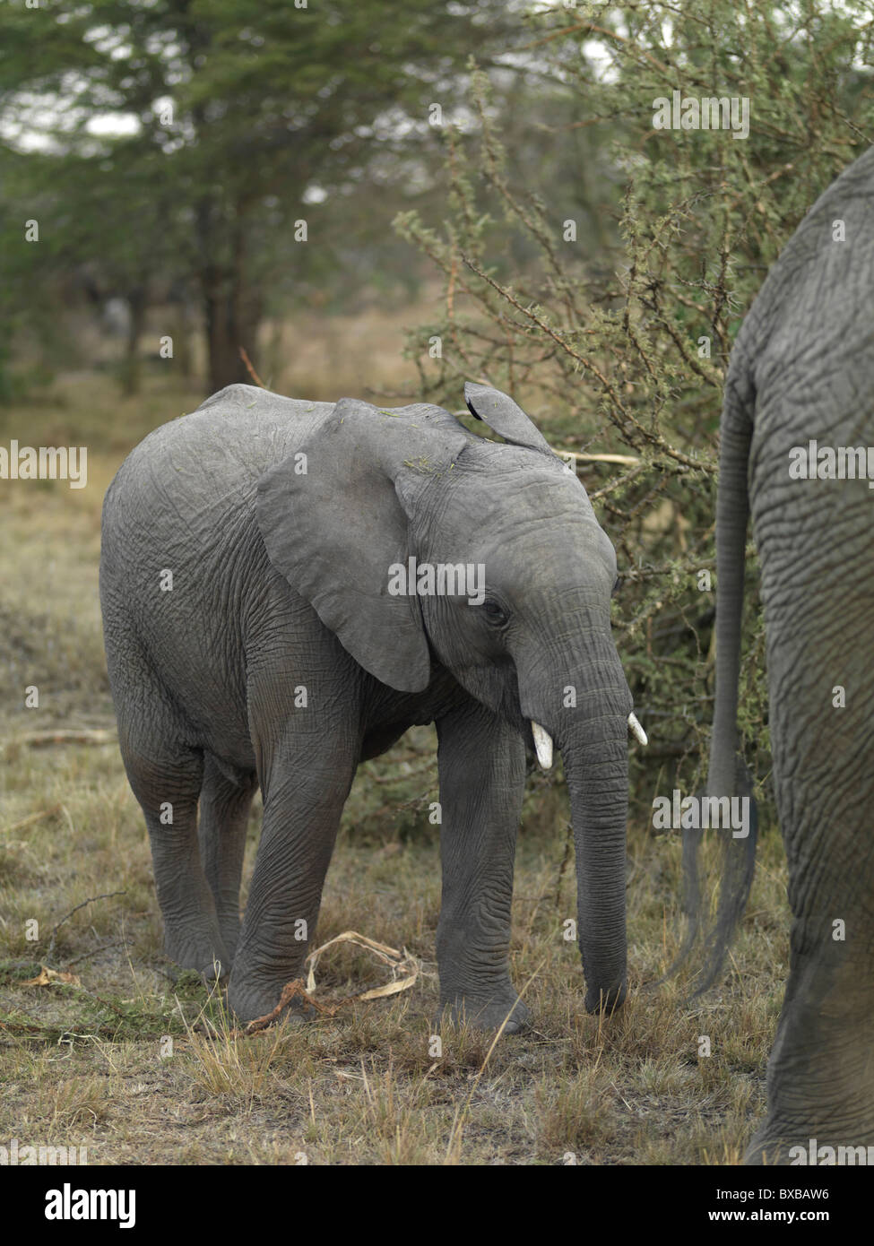 Elephants in Kenya Africa Stock Photo - Alamy