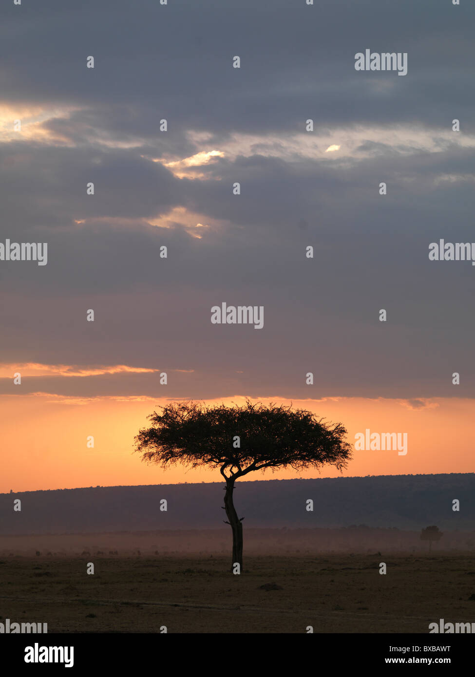 Tree at sunset in Kenya Africa Stock Photo - Alamy