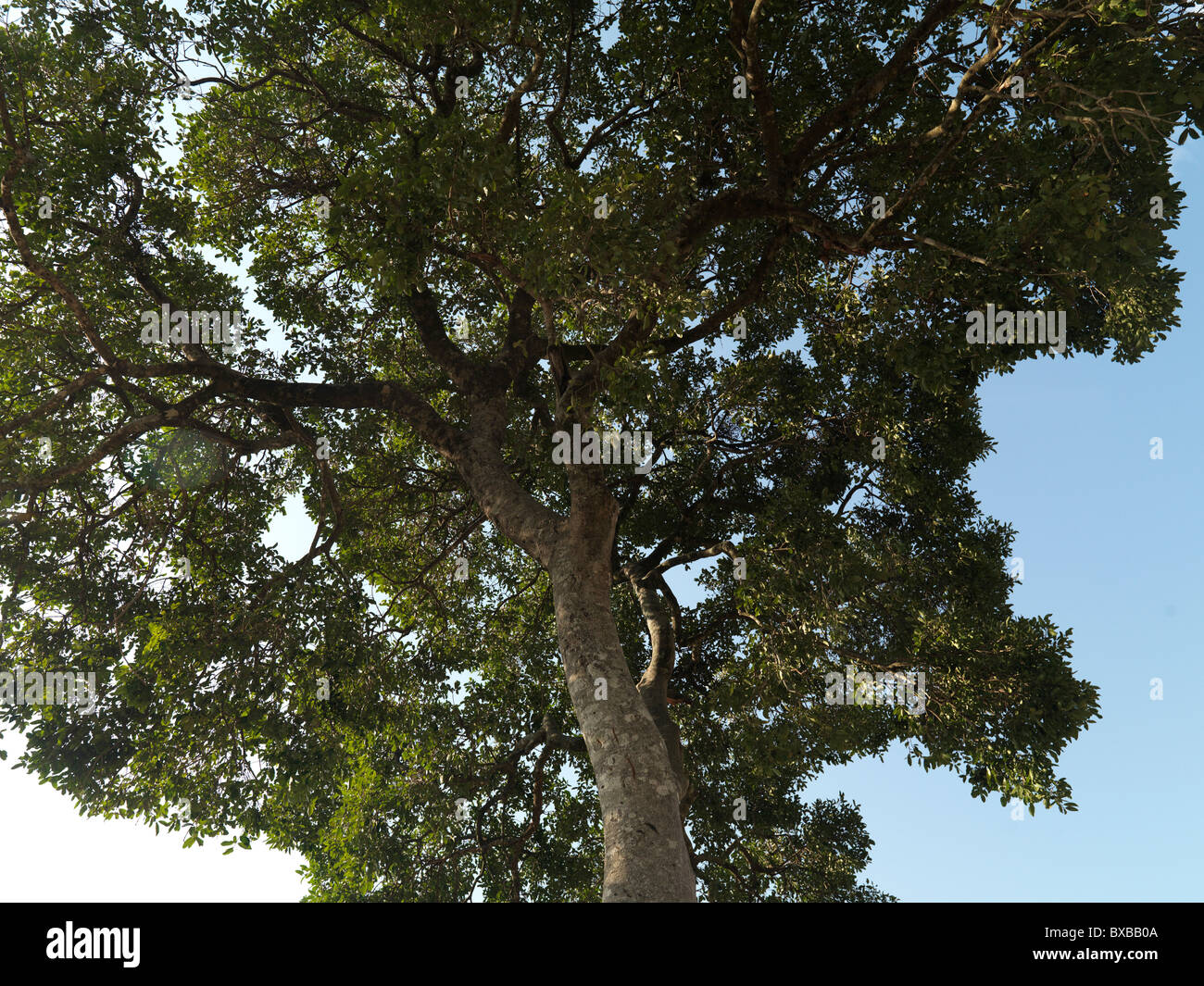 Tree top in Kenya Africa Stock Photo - Alamy