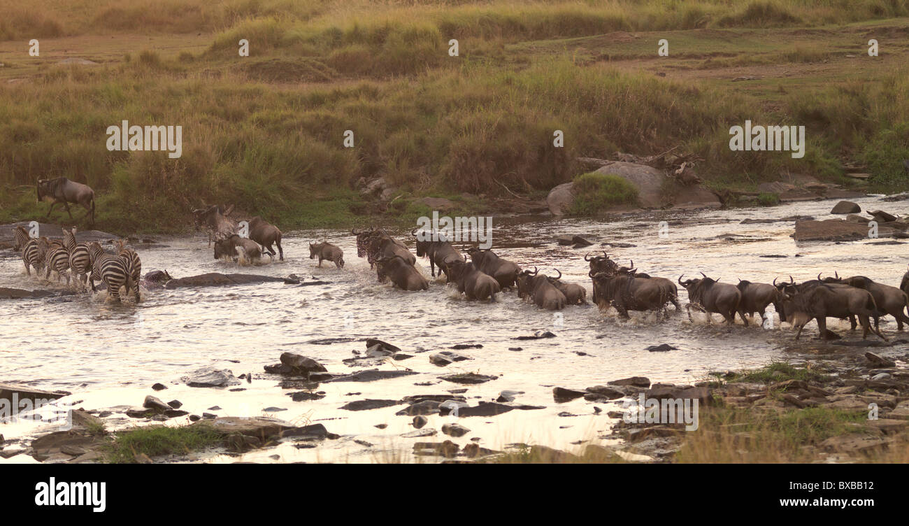 Great Migration river crossing in Kenya Africa Stock Photo - Alamy