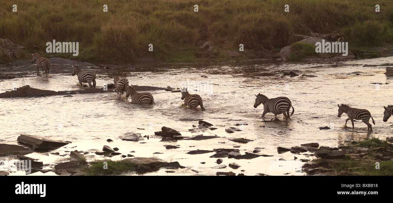 Great migration crossing the mara river hi-res stock photography and ...