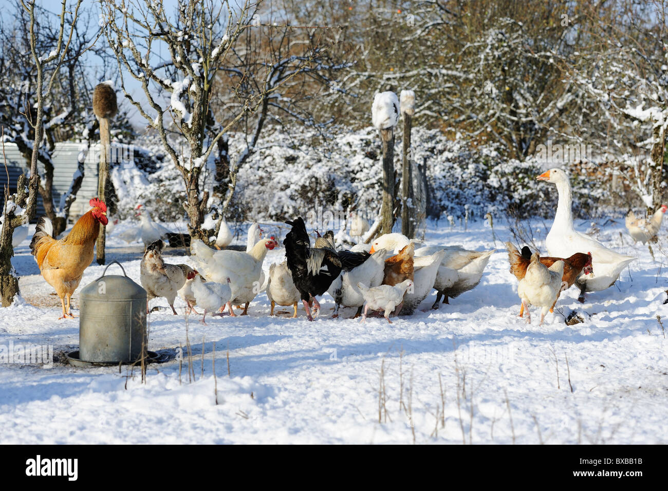 Stock photo of poultry feeding in the snow Stock Photo - Alamy