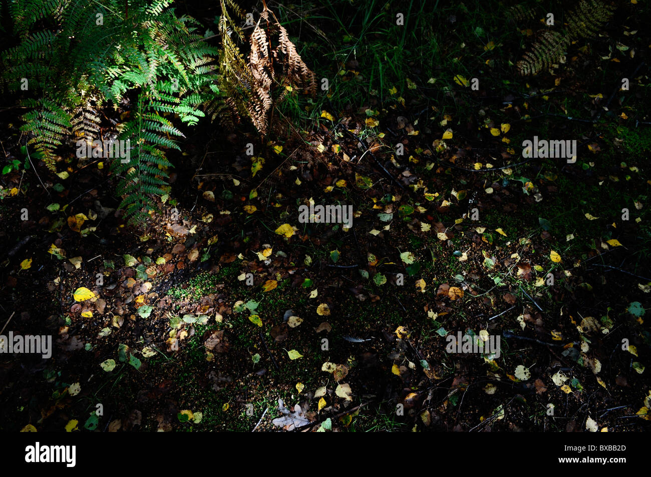 Autumn forest floor, leaves and ferns Stock Photo - Alamy