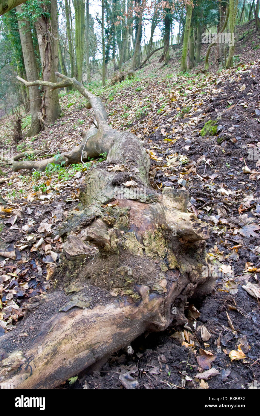 Rotten fallen log Stock Photo - Alamy
