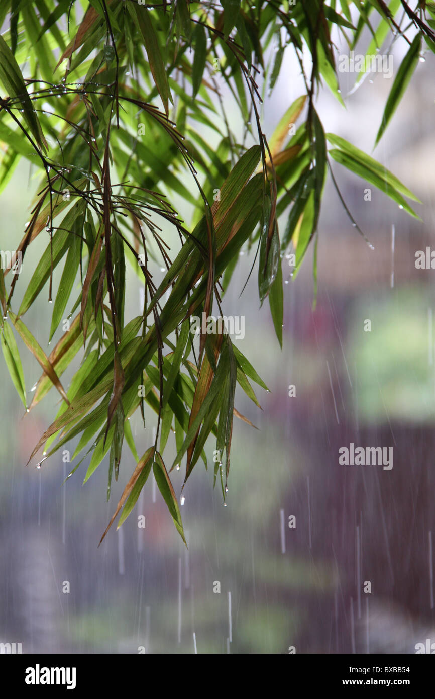 Bamboo leaves in the rain Stock Photo - Alamy