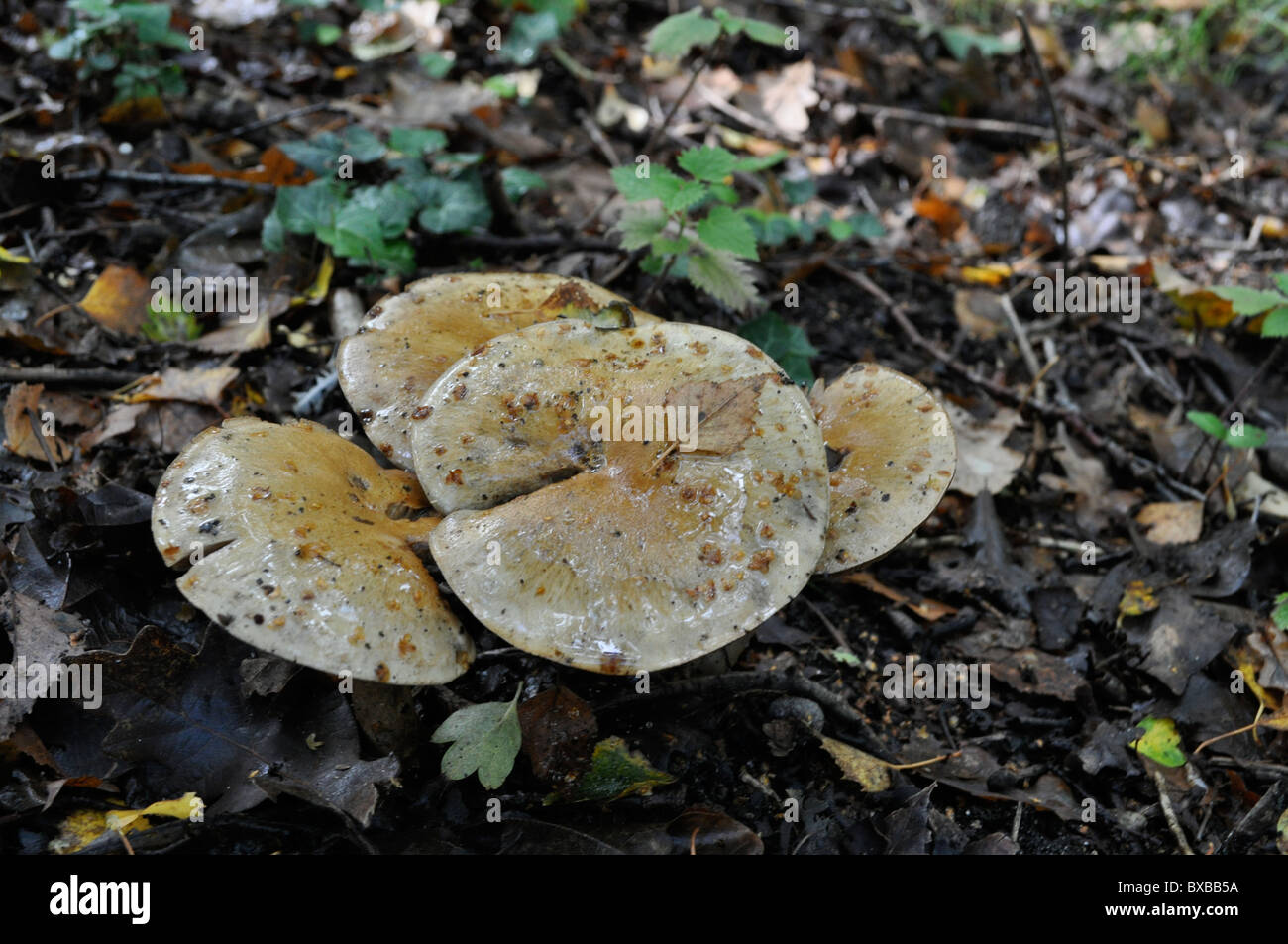 Sheri hi-res stock photography and images - Alamy