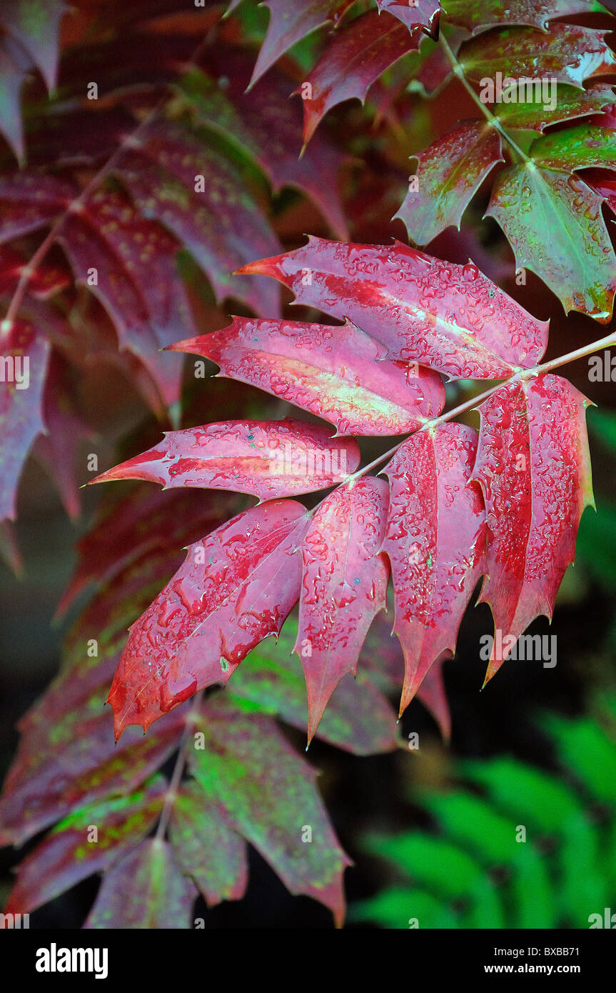Mahonia red leaves hi-res stock photography and images - Alamy