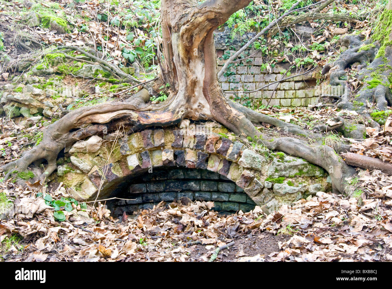 Tree roots growing around a brick arch hi-res stock photography and ...