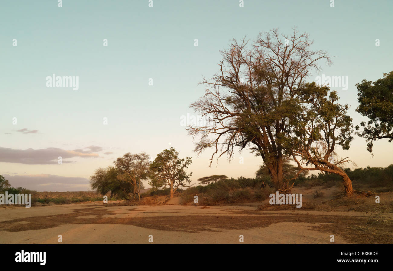Tree trees africa field hi-res stock photography and images - Alamy