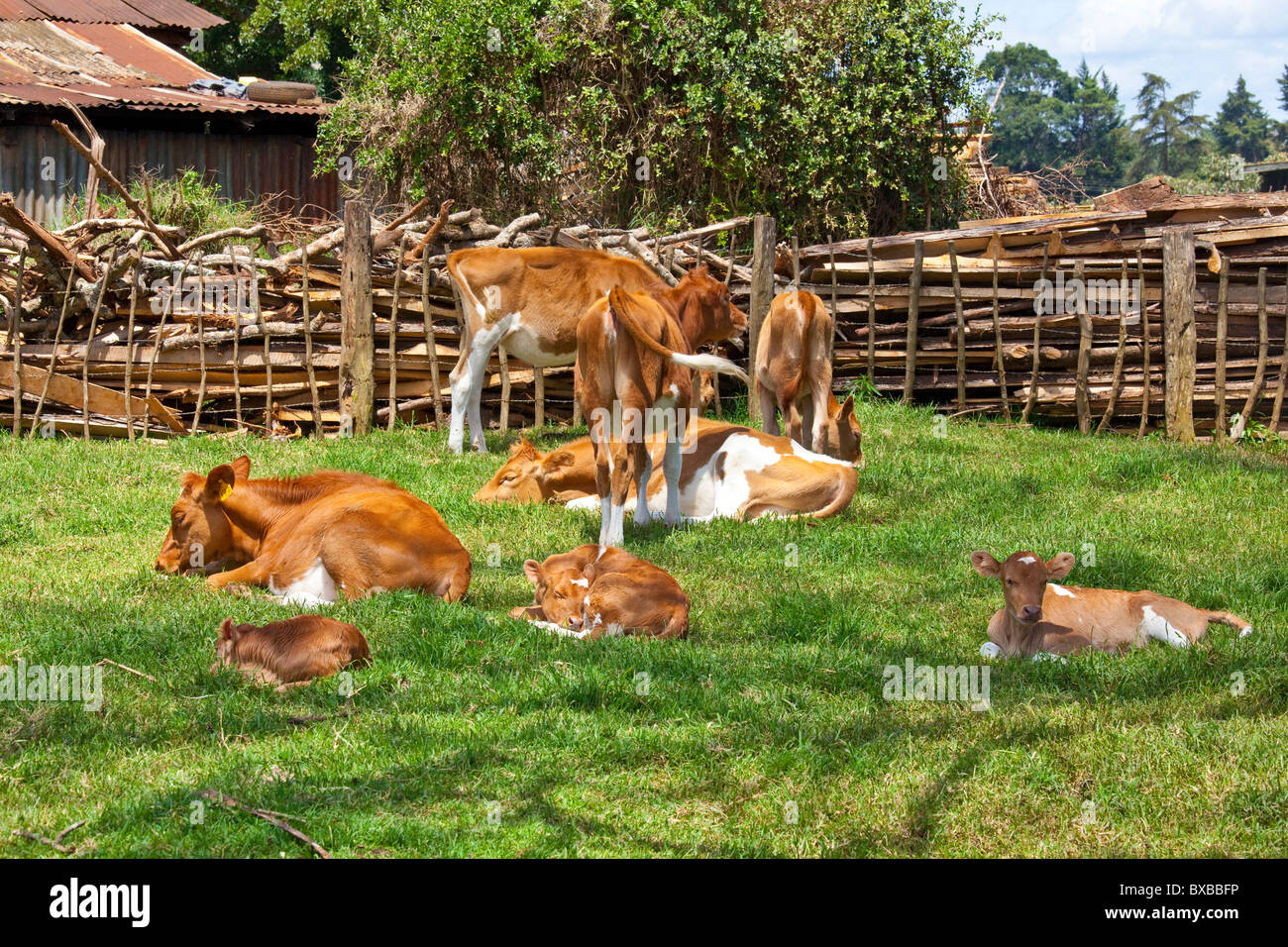 Kenyan farm cows hi-res stock photography and images - Alamy