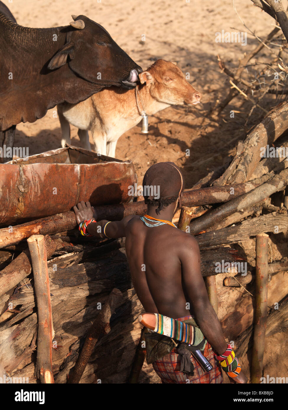 Tribesman tending to cattle in Kenya Africa Stock Photo - Alamy