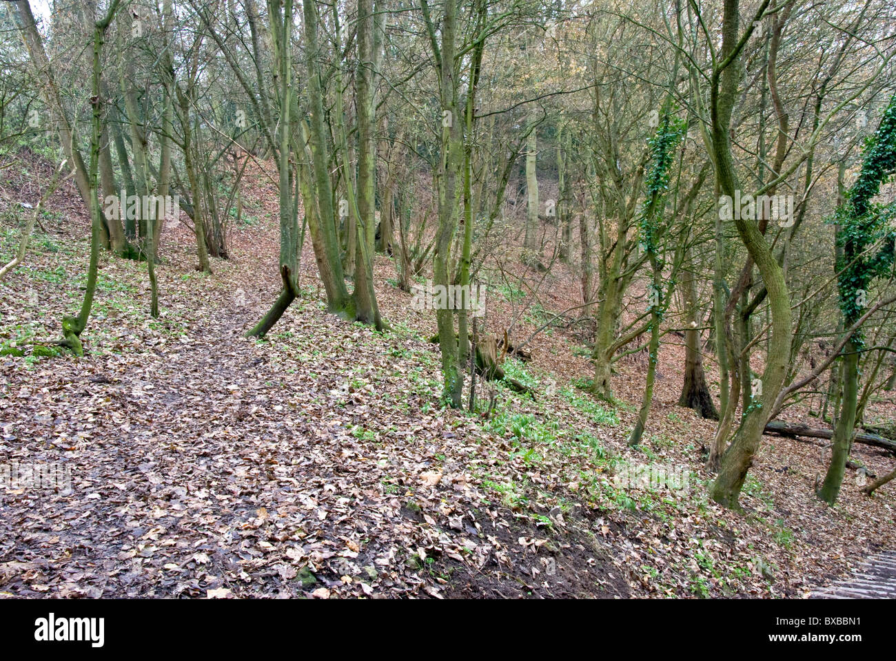 Woodland in Kent Stock Photo - Alamy