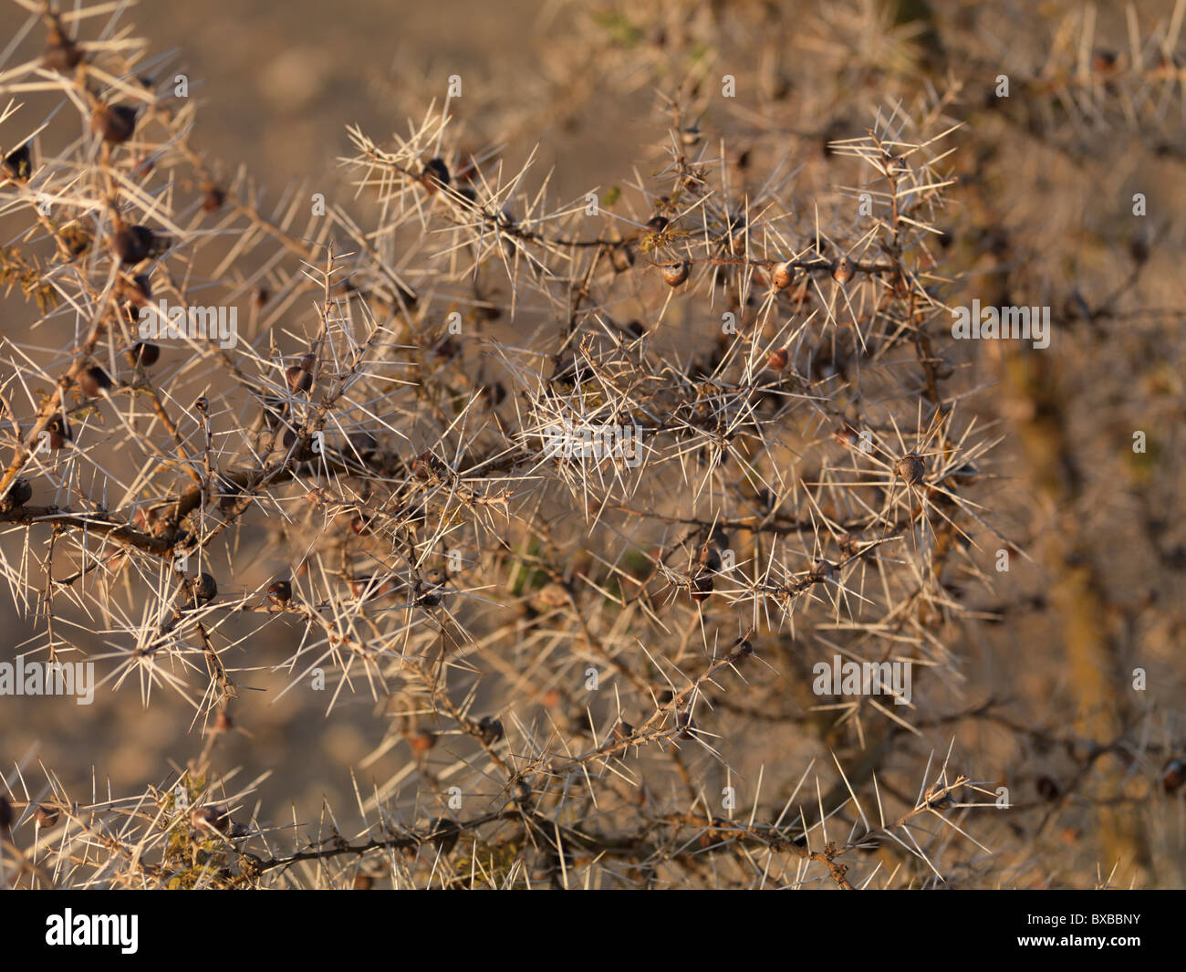 Dried vegetation in Kenya Africa Stock Photo - Alamy